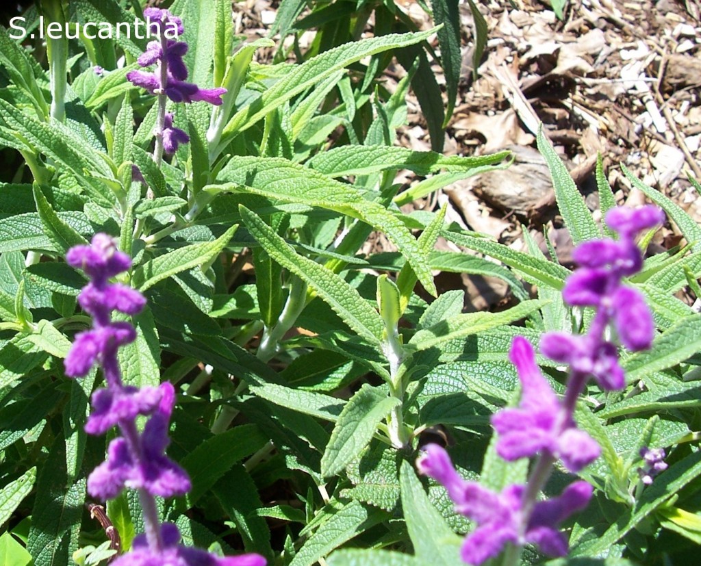 Salvia leucantha - Victorian Salvia Study Group