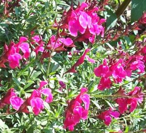 Salvia greggii Raspberry Royale - Victorian Salvia Study Group