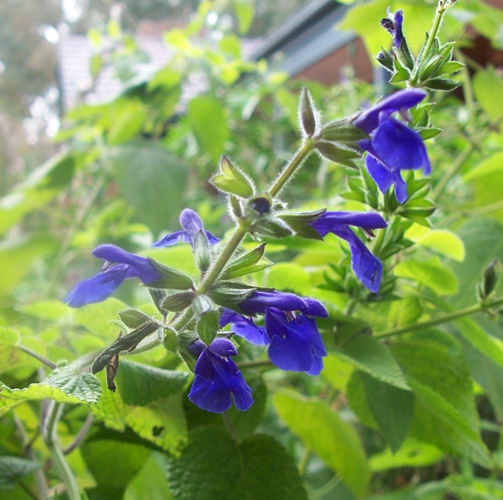 Salvia ‘Blue Ribbon’ (urica) | Victorian Salvia Study Group