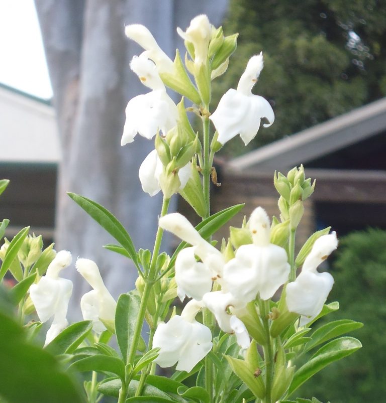 Salvia greggii Alba - Victorian Salvia Study Group