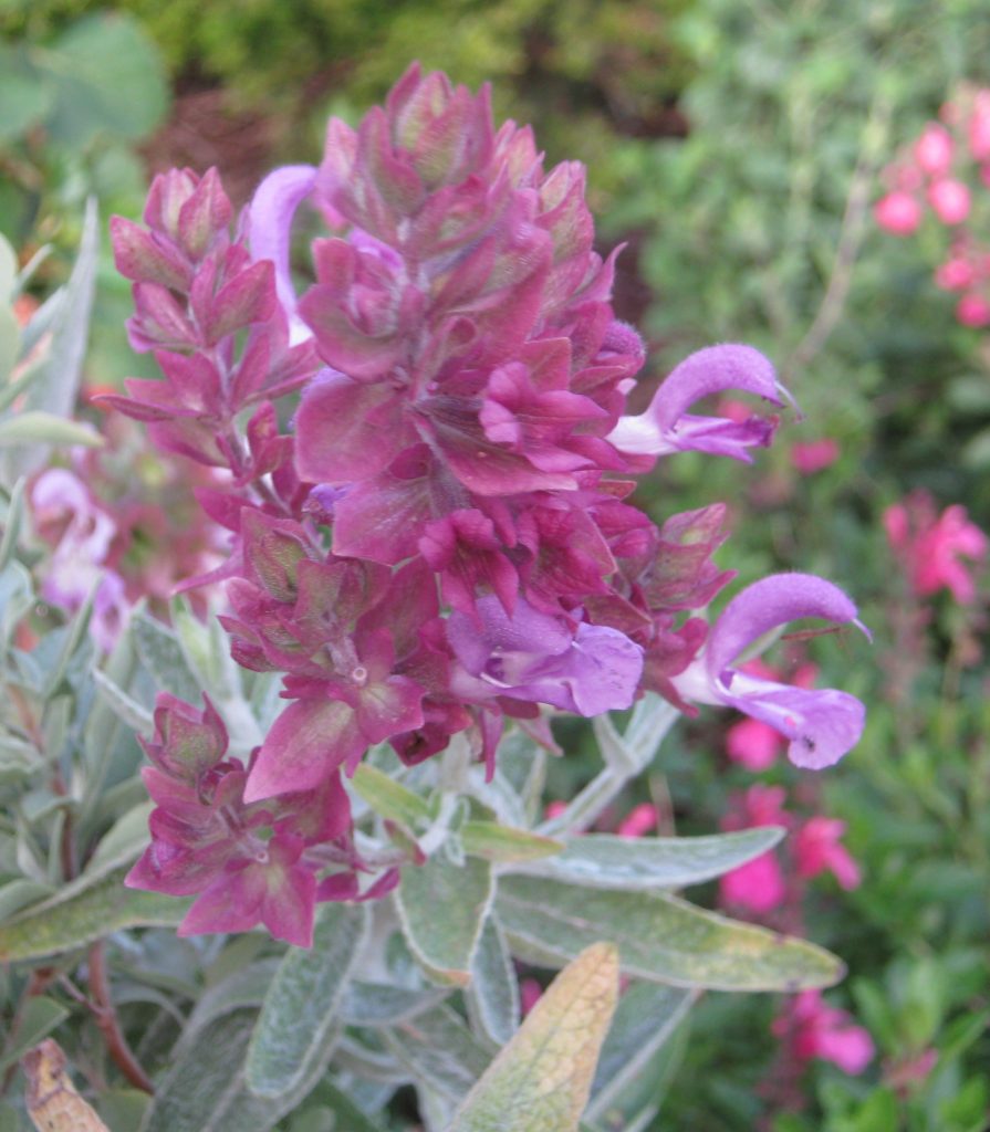 Salvia canariensis var candissima - Victorian Salvia Study Group
