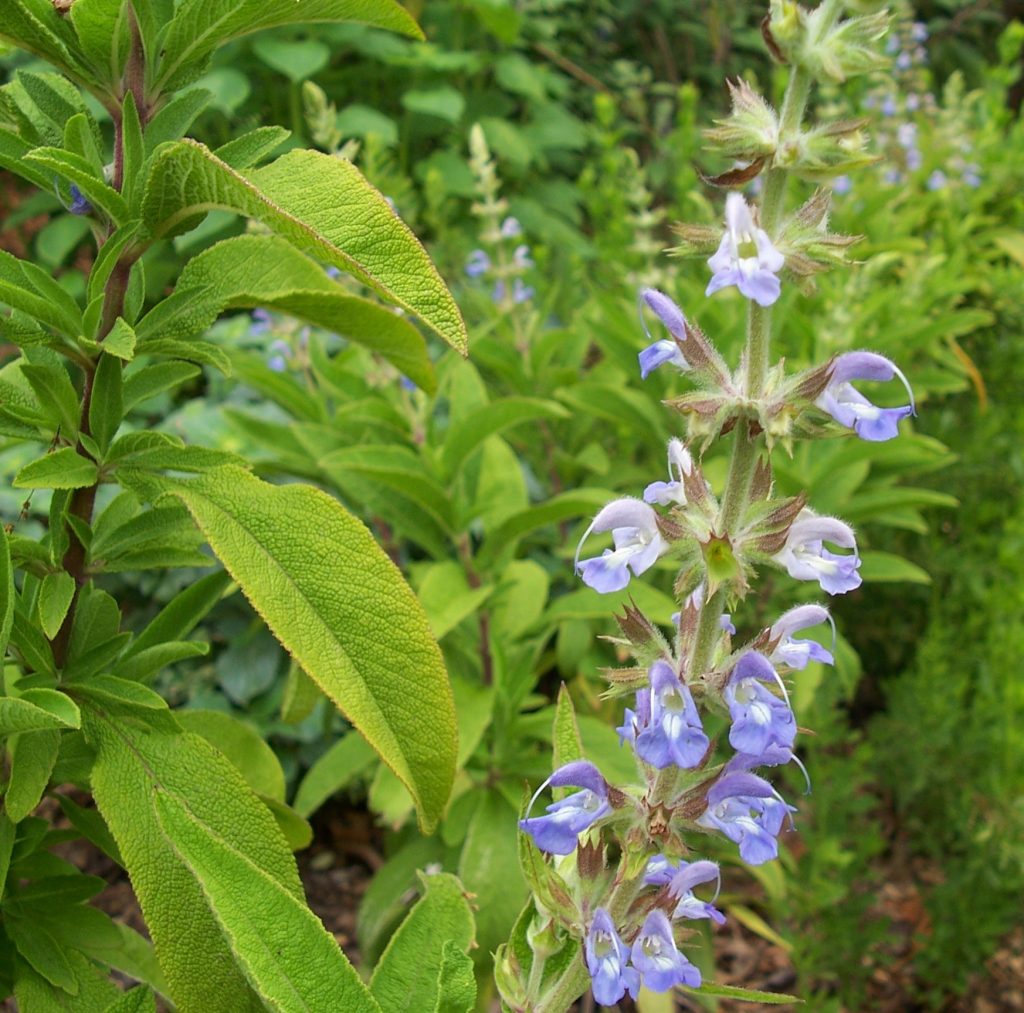 Seeds - Victorian Salvia Study Group