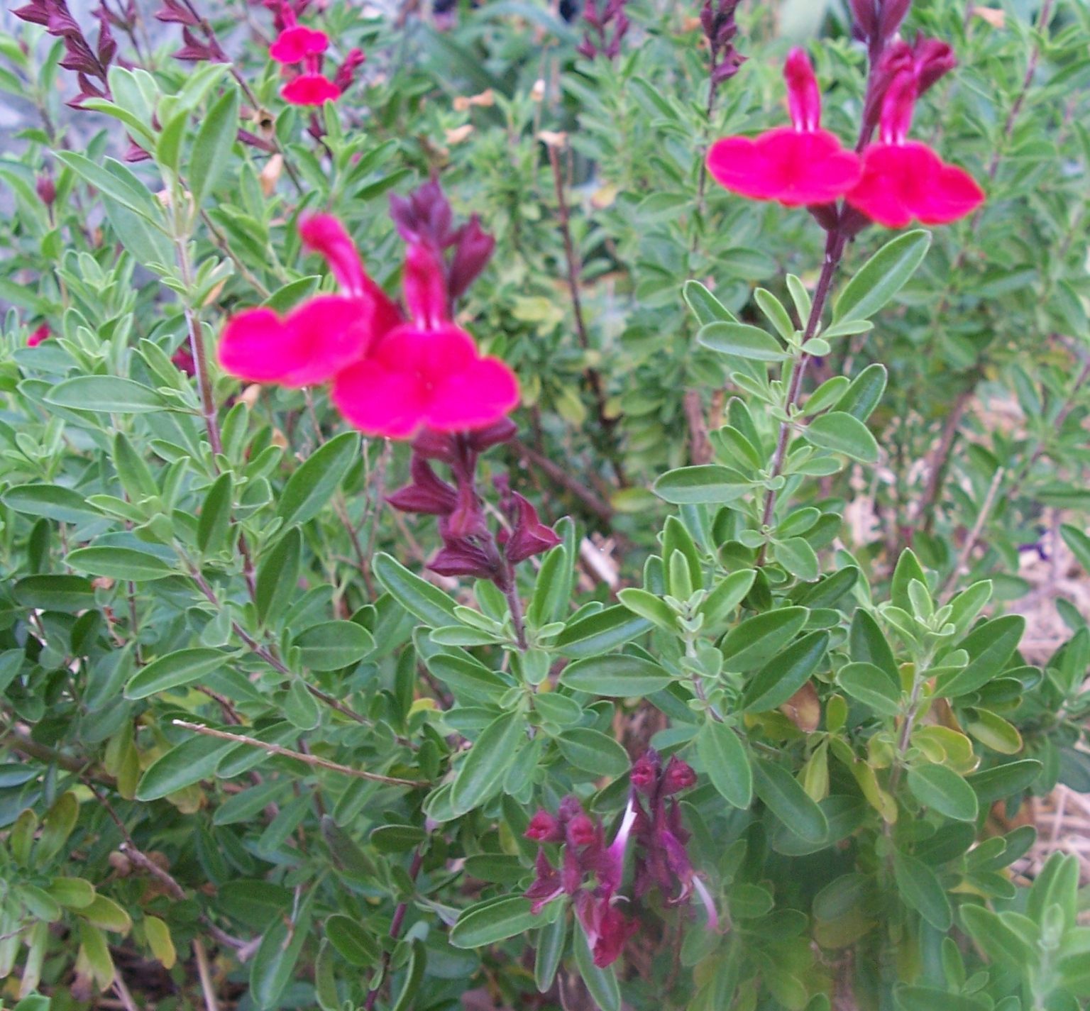 Salvia Furnam's Red (greggii) - Victorian Salvia Study Group