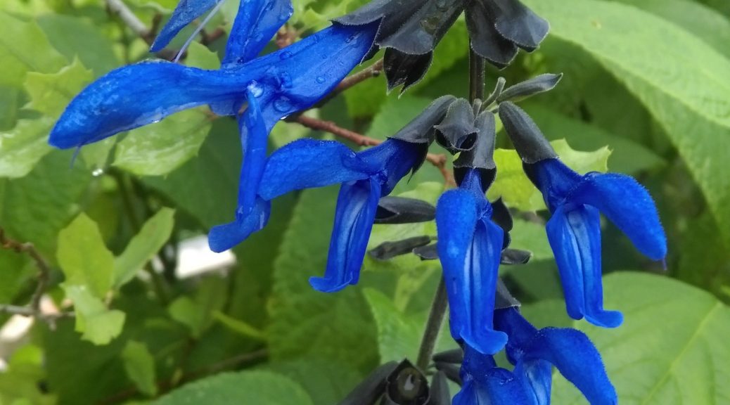 Salvia ‘Black & Blue’ (guaranitica) | Victorian Salvia Study Group