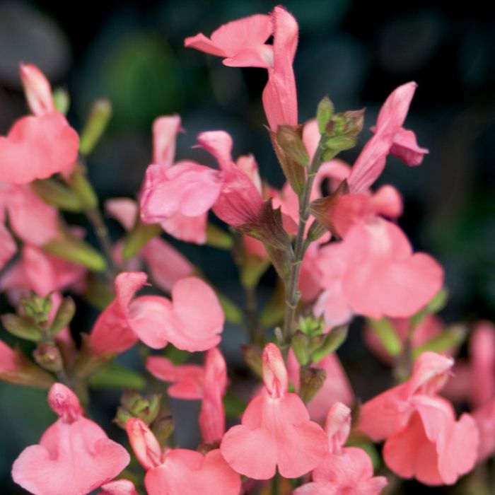 Salvia Blast ( Heatwave) PBR microphylla - Victorian Salvia Study Group