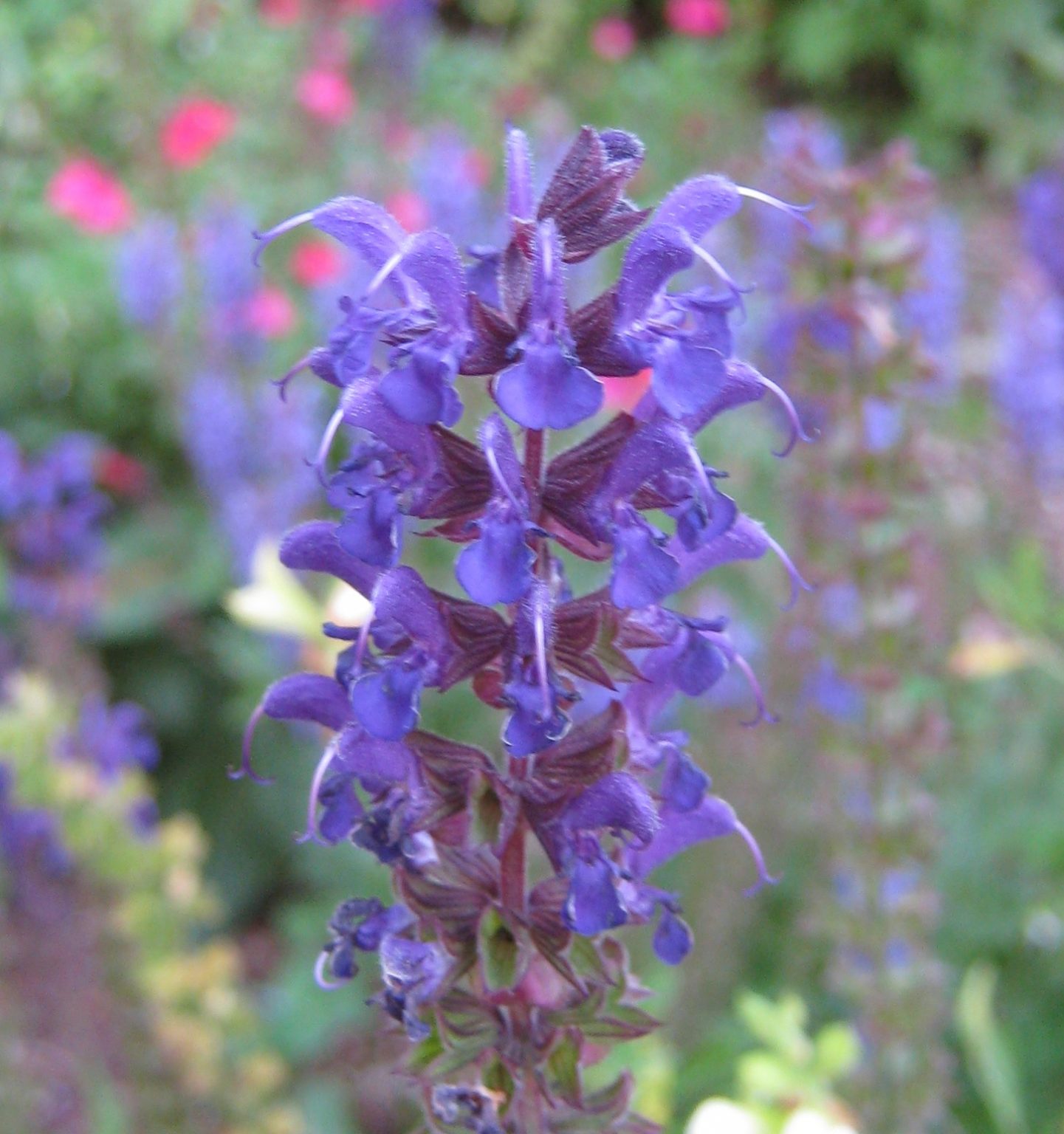 How to Prune Salvias - Victorian Salvia Study Group