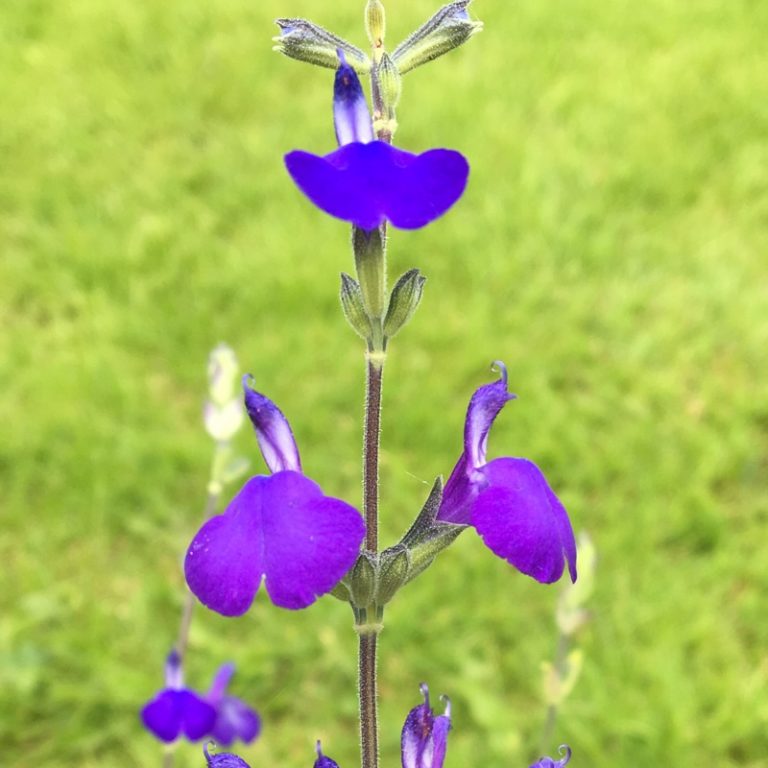Salvia Blue Note (greggii) - Victorian Salvia Study Group