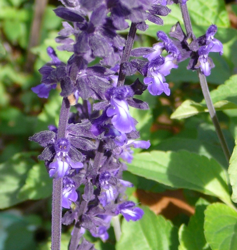 Salvia Indigo Spires - Victorian Salvia Study Group