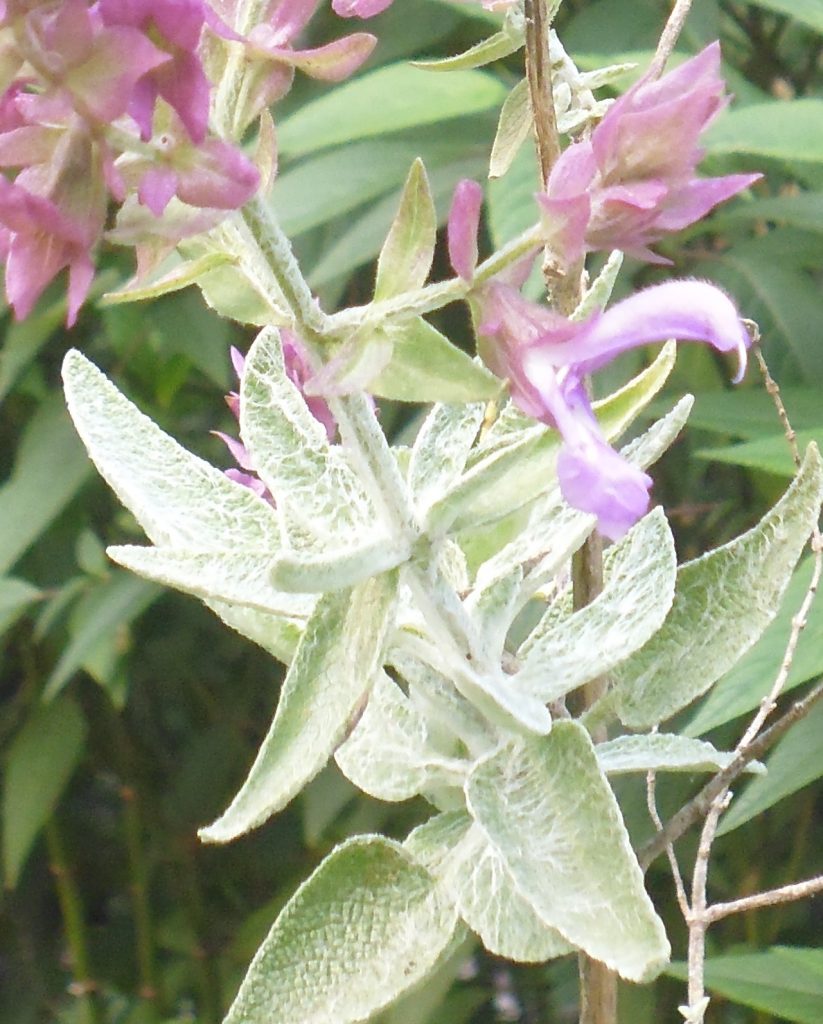 Frost Hardy Salvias - Victorian Salvia Study Group