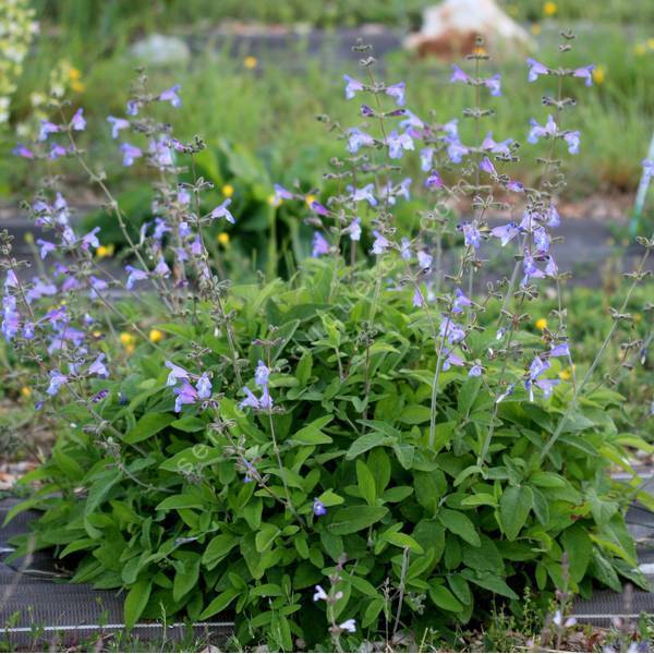 Salvia interrupta - Victorian Salvia Study Group