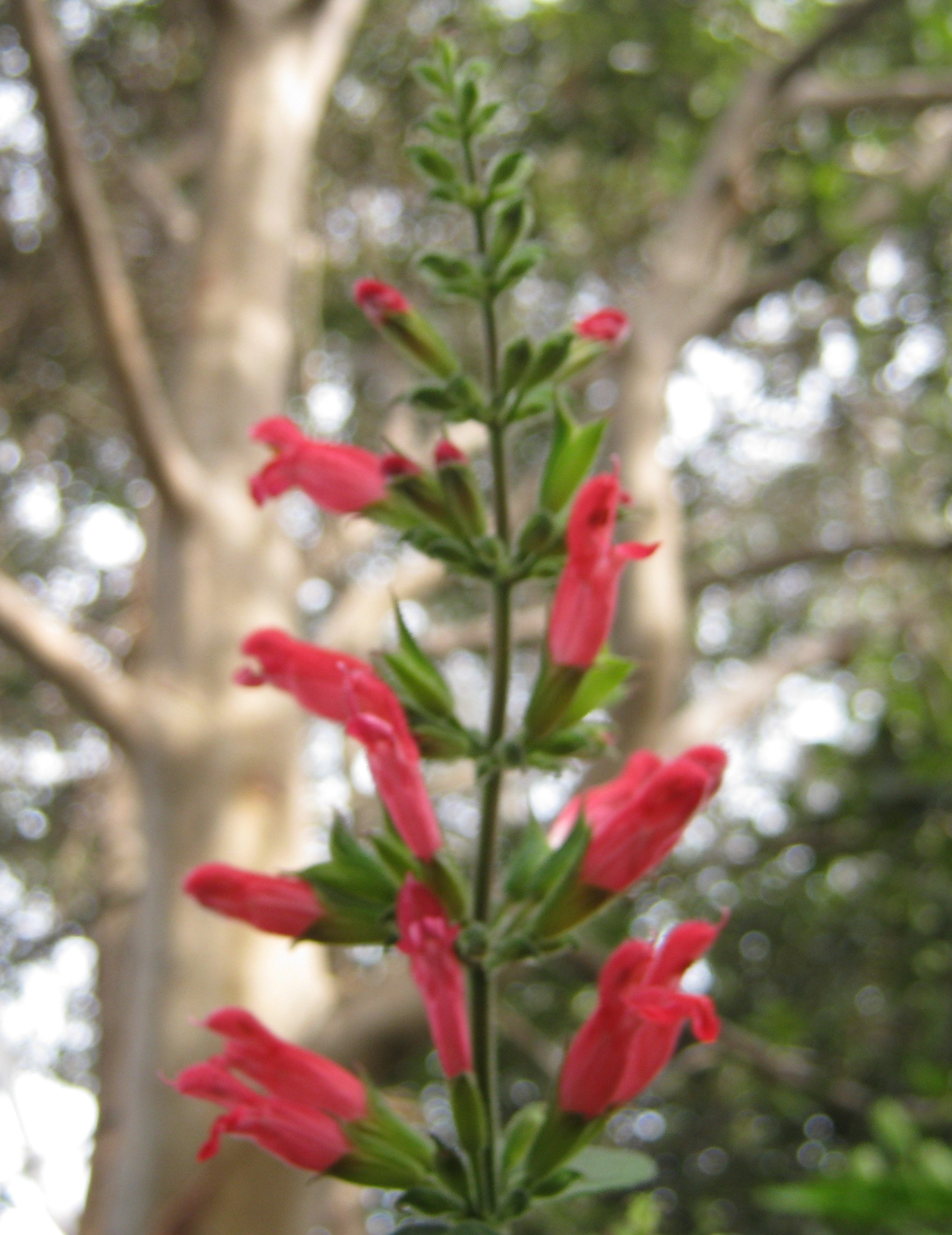 involucrata and karwinskii type Salvias - Victorian Salvia Study Group