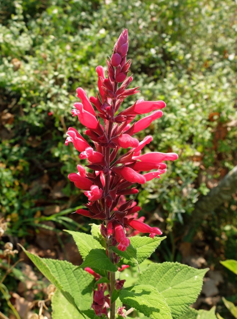 New Salvias - Victorian Salvia Study Group