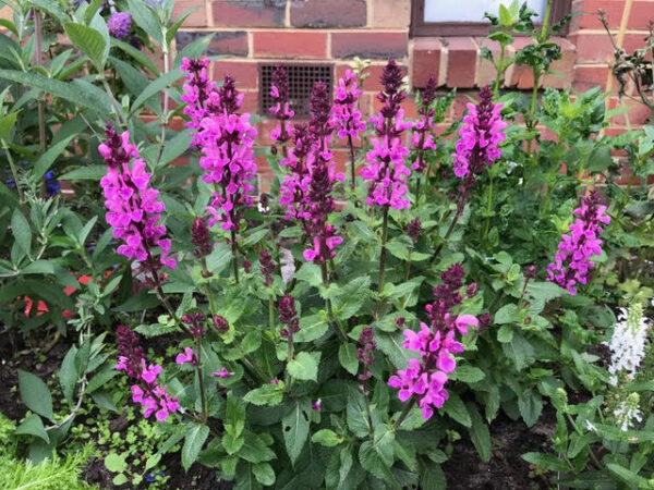 How to propagate Salvias - Victorian Salvia Study Group