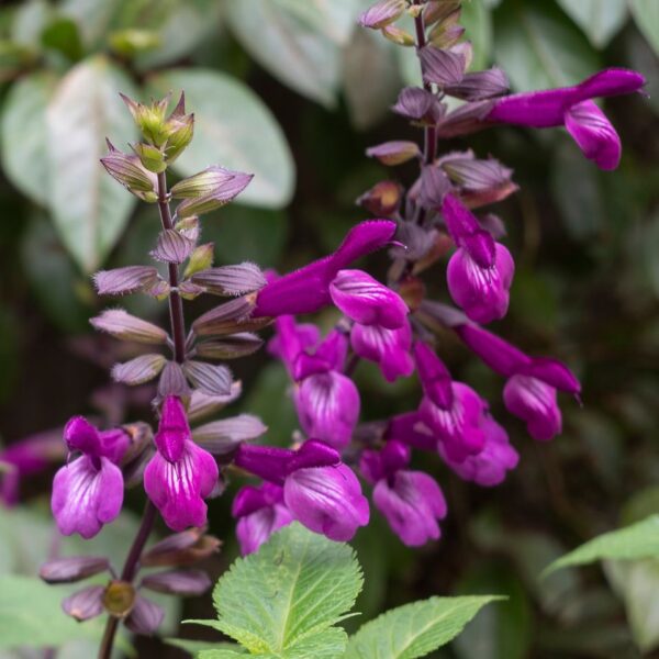 New Salvias - Victorian Salvia Study Group