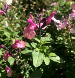 New Salvias - Victorian Salvia Study Group