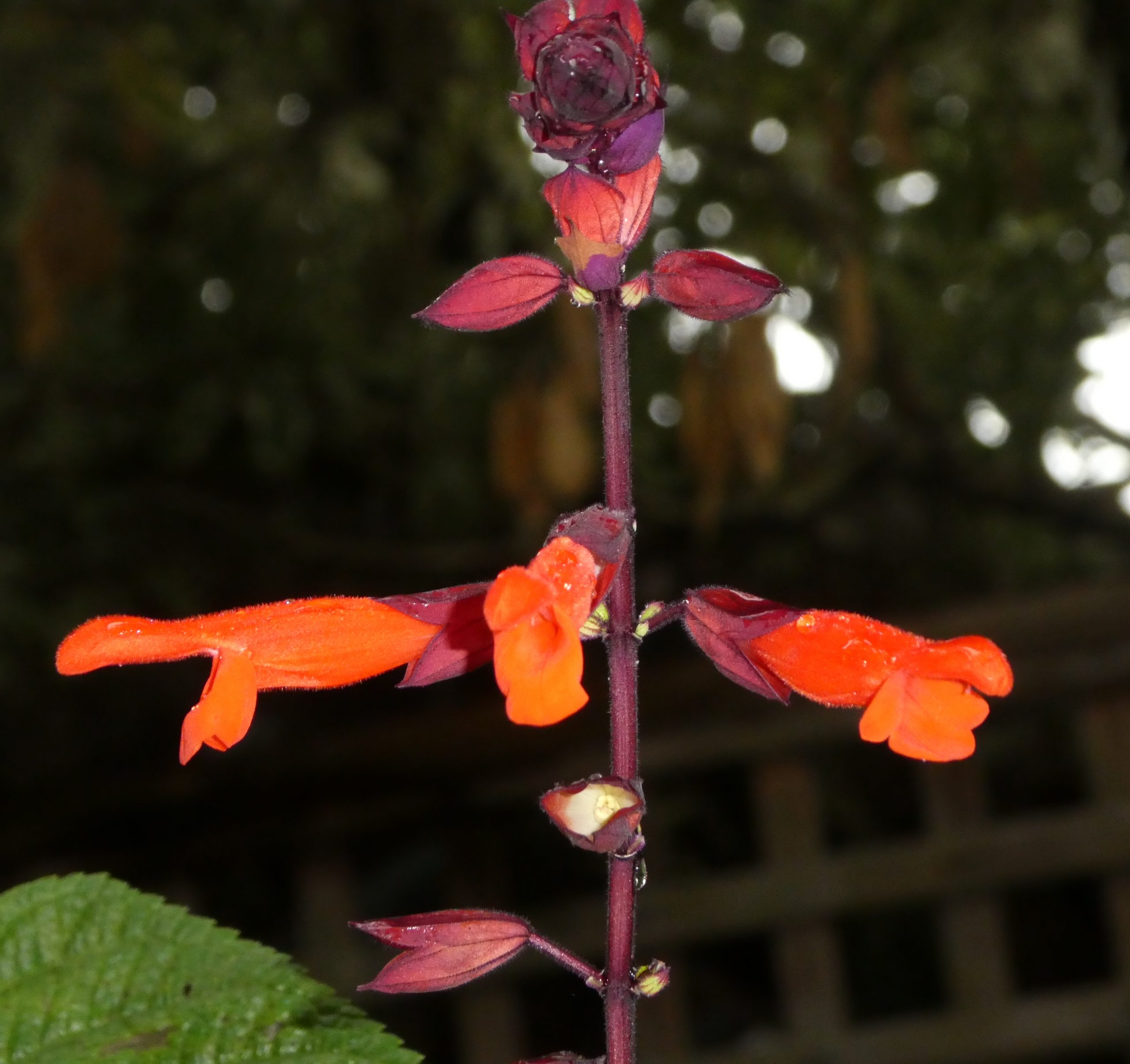 A-Z of Salvias - Victorian Salvia Study Group
