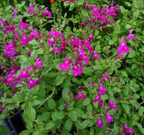 New Salvias - Victorian Salvia Study Group
