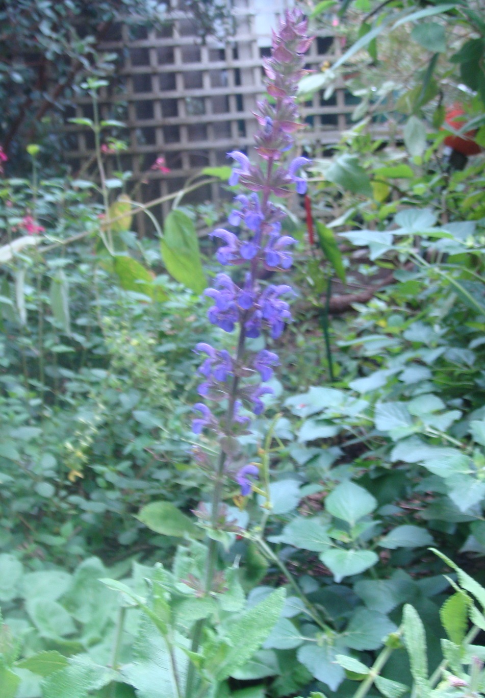 Salvia superba 'Adora Blue' ( seed), a small herbaceous perennial 40cmH ...